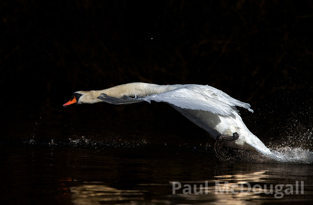 Wildlife Photography Photographing Birds in Flight | McDougall Photographic