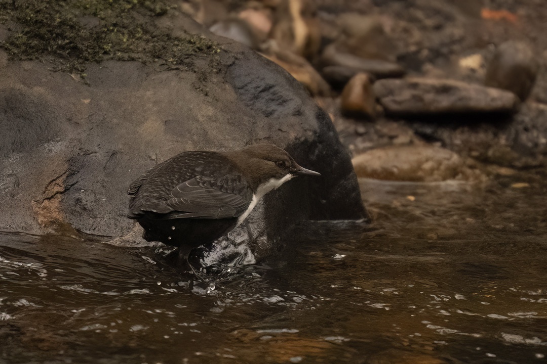 Photographing Dippers in Scotland | Where to Look and What to do.