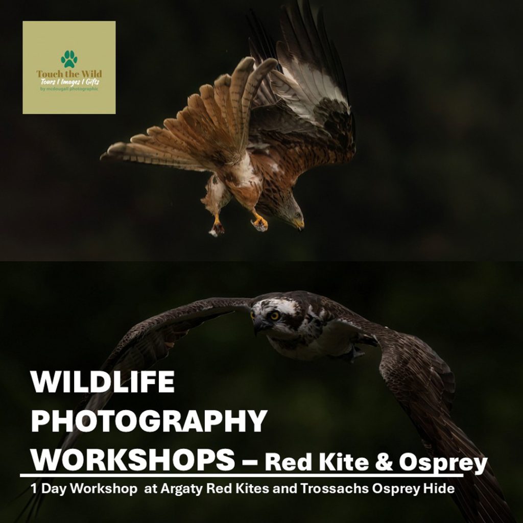 Learn Wildlife Photography | Photography Workshops and Tuition