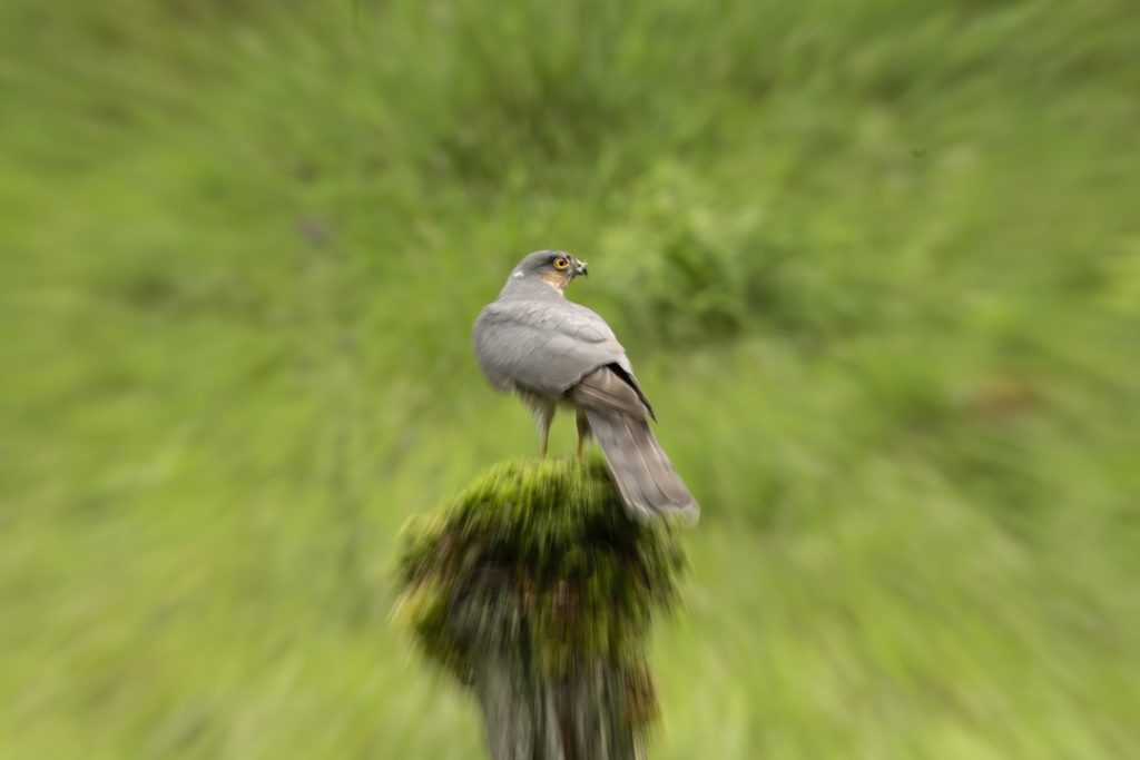 How to Create A Zoom Burst In Wildlife Photography | McDougall Photographic