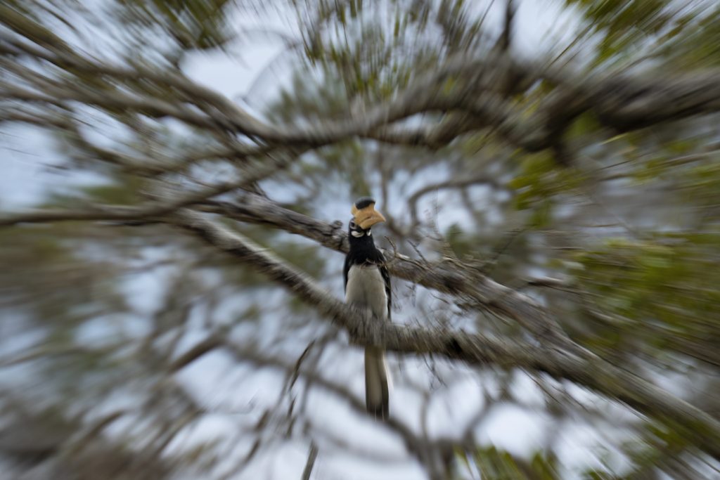 How to Create A Zoom Burst In Wildlife Photography | McDougall Photographic