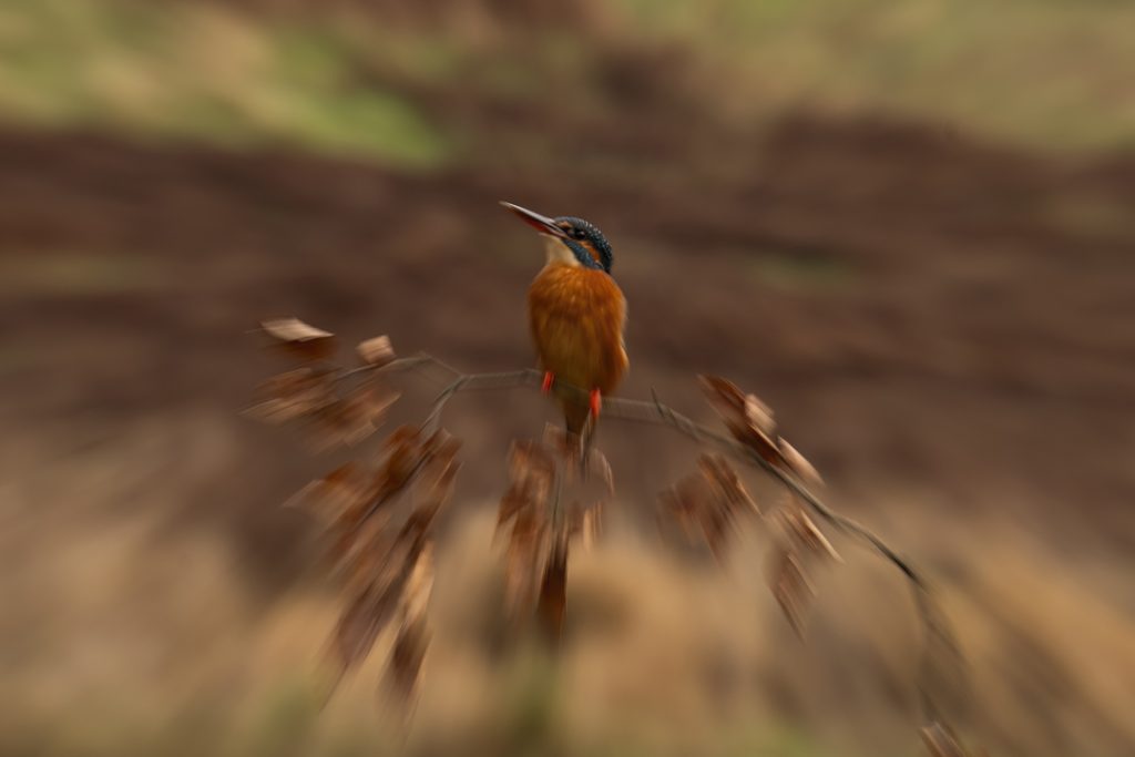 How to Create A Zoom Burst In Wildlife Photography | McDougall Photographic
