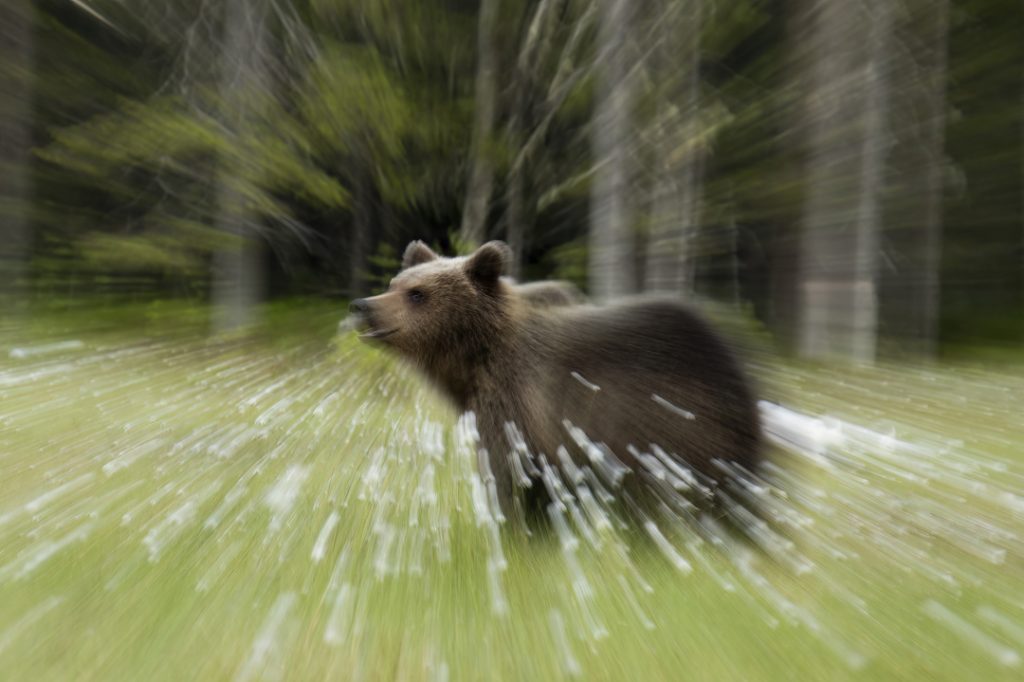 How to Create A Zoom Burst In Wildlife Photography | McDougall Photographic